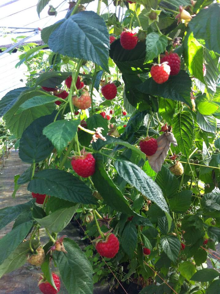 BerriesOnTap – Keymer Brook Farm