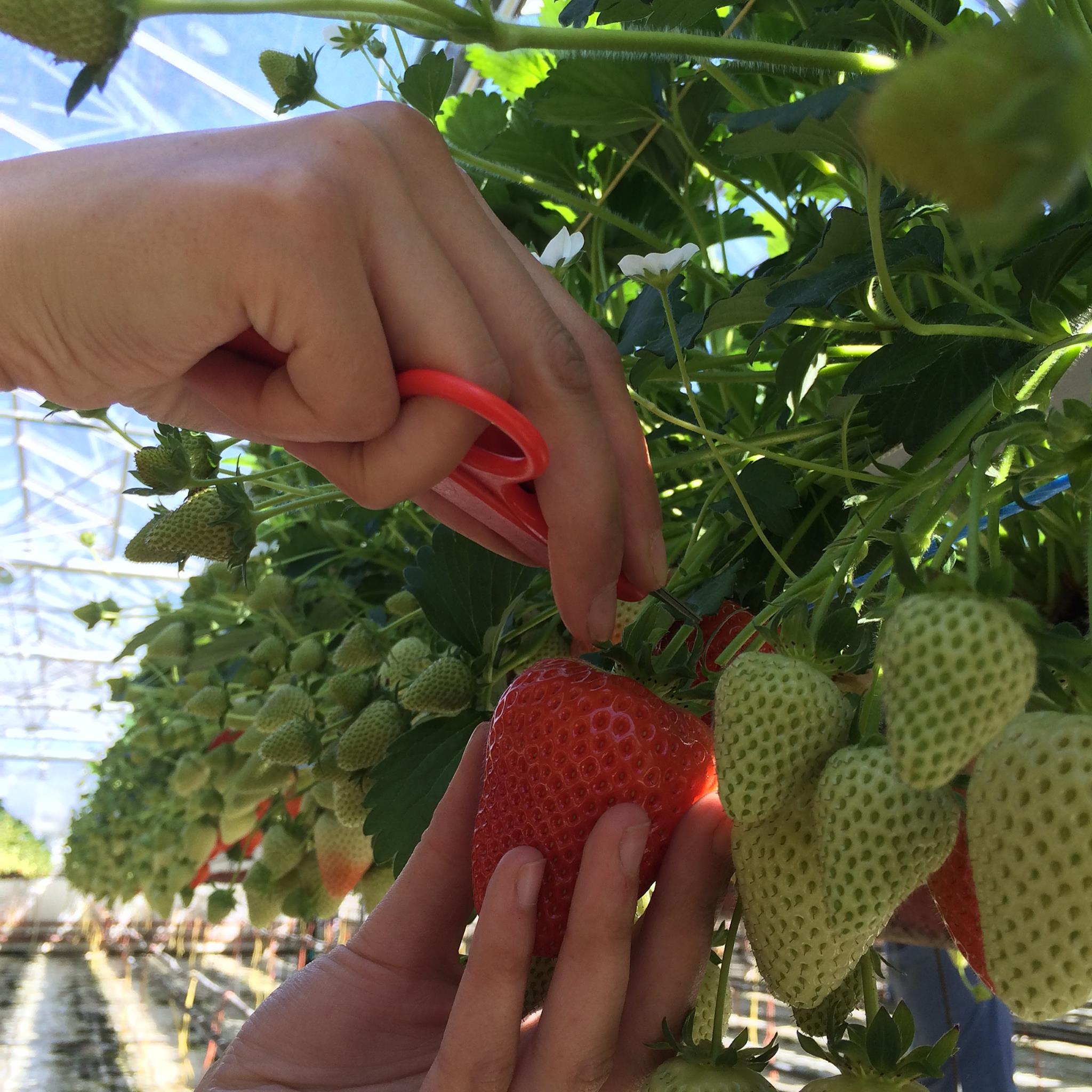 Work For Us – Keymer Brook Farm